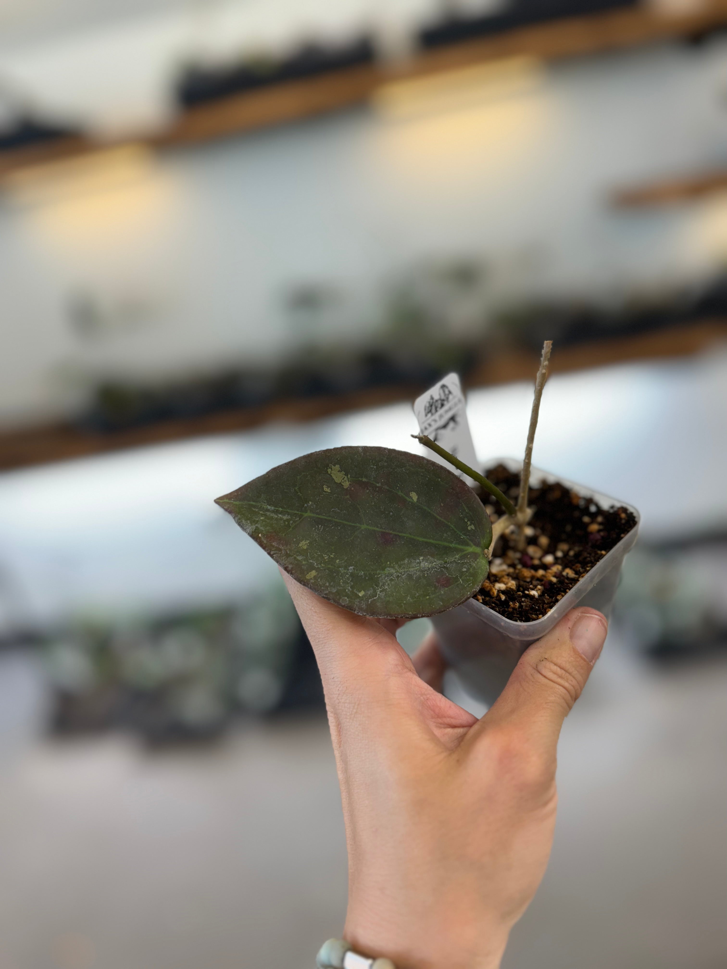 Hoya AH ‘Black Magic’ – Jax’s Jungle