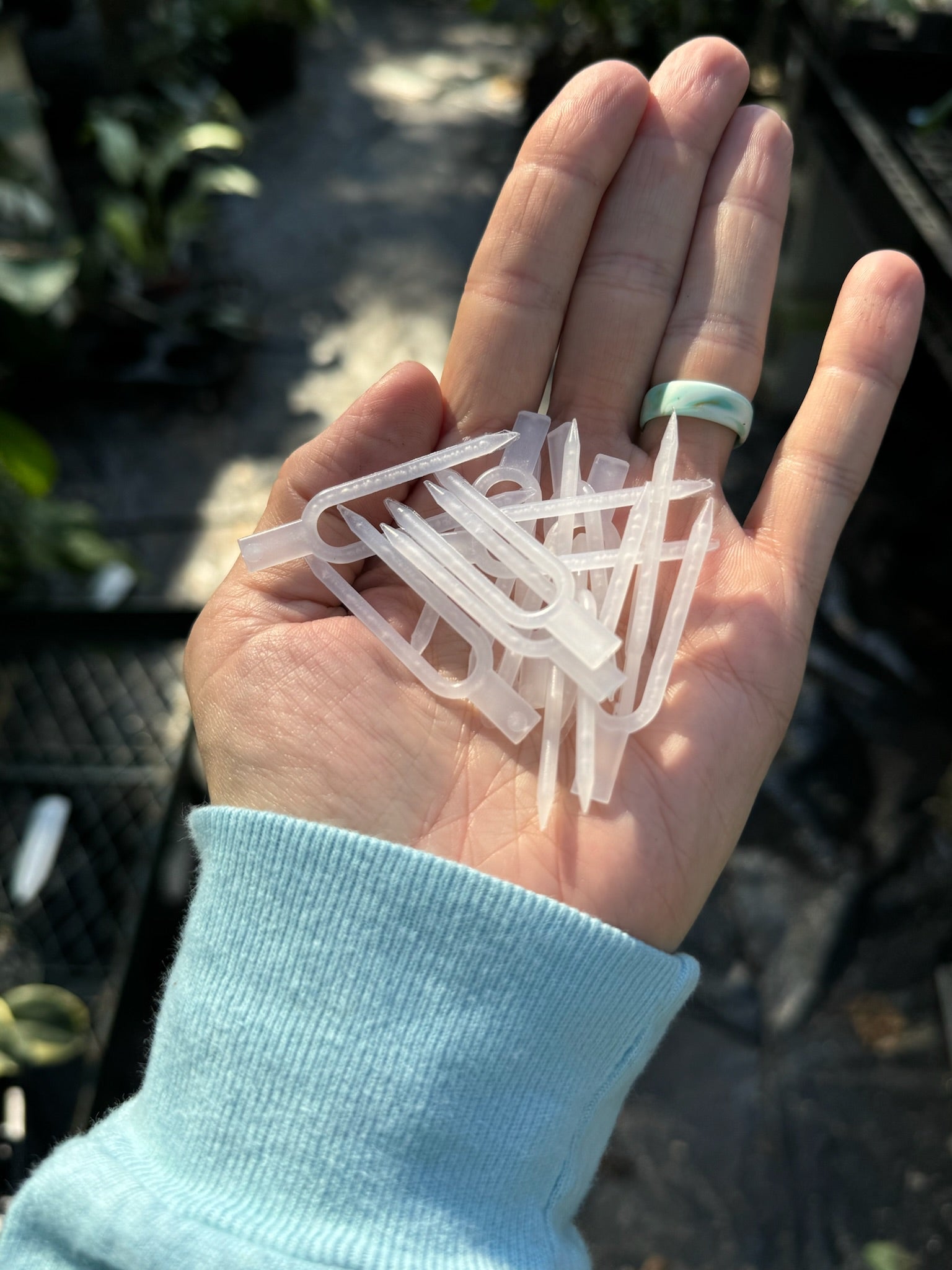 Propagation pins clear – Jax’s Jungle